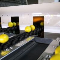 China High Accuracy 360° Rotational Orange Sorting Machine 6 - 12T/H With CE Certificate for sale