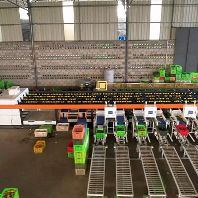 China AI Deep Learning Orange Sorting Machine Ensures High Accuracy Highh Efficiency In Grading for sale