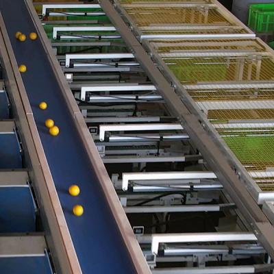 China Customizable Citrus Grading Orange Sorting Machine With 6-12 Tons Hourly Capacity for sale