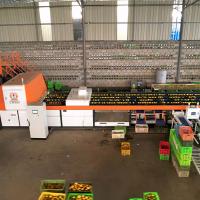 China Exclusive Tailored Orange Sorting Machine Feed And Discharge Exteral Inspection for sale