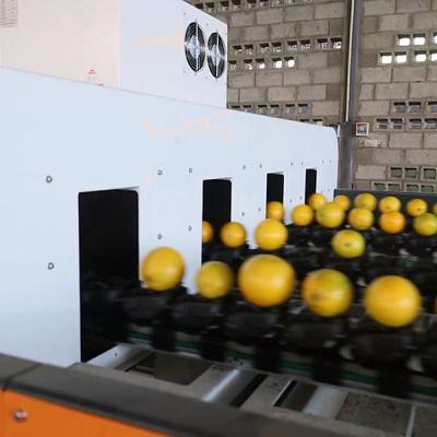 China Efficiency Redefined Orange Sorting Machine With AI Deep Learning Technology for sale
