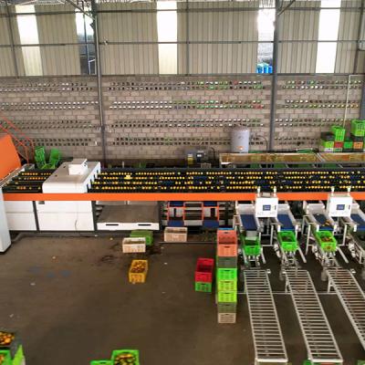 China Up To 12 Tons High Output Orange Sorting Machine With Multiple Lanes And Grading Discharge Ports for sale