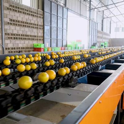 China CE MD Certified Orange Sorting Machine Up To 50 Grades With High Efficiency And Precision for sale