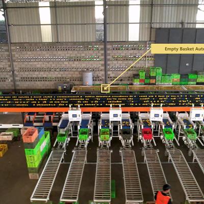 China Customizable 12 Tons Large Capacity Orange Sorting Machine With Up To 50 Discharge Ports for sale