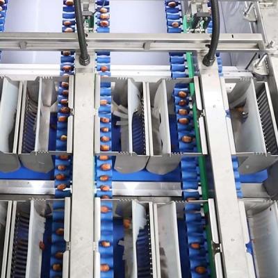 China AI-Powered Sizing 2.0 Tons Per Hour 8-Lane Palm Dates Sorting Machine for sale