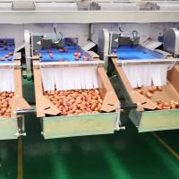 China Uniform Quality Assurance 2.0 Tons Per Hour 8-Lane Palm Dates Sorting Machine With CE MD ISO9001 Certificates for sale