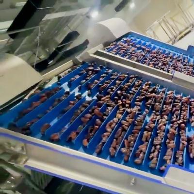 China 1.4 Tons Per Hour 6-Lane Optical Date Sorting Machine – High Precision & Defect Detection for sale