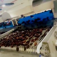 China Industrial Dates Sorting Machine for sale
