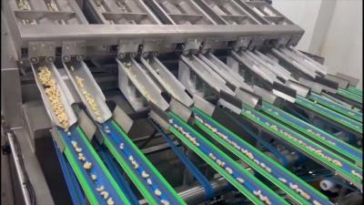 China 12 Lanes 12 Outlets Cashew Sorting Machine 1000kgs/Hour with 360° Rotating Scanning and Deep Learning Technology for sale