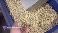 China 304 SS Stainless Steel High Capacity Cashew Sorting Machine with 12 Smart Outlets and AI-Powered Grading System for sale
