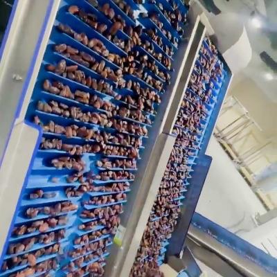 China Smart Date Sorting Machine With AI-Powered 360° Rotational Scanning Intelligent One-Key Operation Large Capacity Efficient for sale