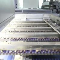 China AI powered Durable 304 Stainless Steel Chestnut Sorting Solution with 8 lanes + 8 outlets: Delivering High Accuracy and Labor Savings for Consistent Production Outcomes for sale