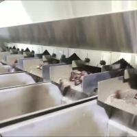 China High Accuracy, Intelligent Chestnut Sorting Machine, with 6-12 lanes + 8 outlets Offering Labor Savings and 3.3 Tons per Hour Output. for sale