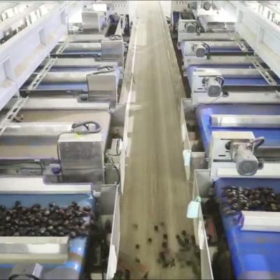 China 1 Passing 8 Final Products: Enhance Your Production with Our Deep-Learning Chestnut Sorting Machine, Providing High Accuracy and Labor Savings Through its 8 Lanes + 8 Outlets Design. for sale
