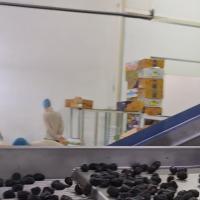 China Smart Dates Sorting Machine With Deep-learning Technology, 8 lanes+10 outlets, Advanced Automatic Control, high capacity 2.6 Tons per hour for sale