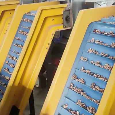 China Advanced Walnut Kernel Grading Machine with High Frequency Solenoid Valves and Shadowless Lamp Illumination for Precision Nut Processing for sale