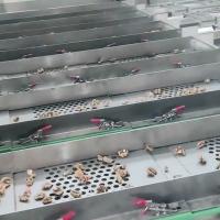 China Industrial Walnut Kernel Grading Machine With 8 Lanes Capacity And Real Time Cleaning System For Continuous High Purity Sorting Of Walnut Meats for sale