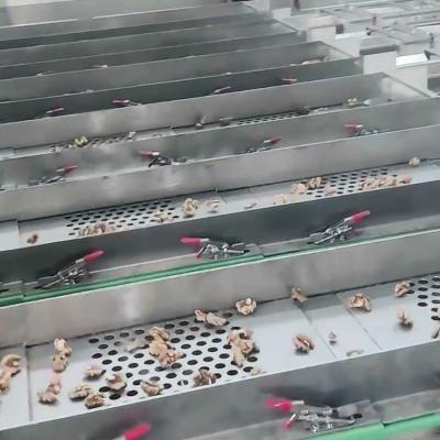 China Industrial Walnut Kernel Grading Machine With 8 Lanes Capacity And Real Time Cleaning System For Continuous High Purity Sorting Of Walnut Meats for sale
