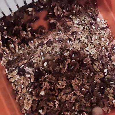 China Robust Walnut-Kernel Separating Machine Featuring 8 Lanes Conveyor System And Teflon Coated Belts For Durable Multi Grade Nut Sorting Operations for sale