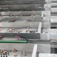 China Intelligent 4 Lanes Walnut-Kernel Separating Machine With Servo Drive Technology And Teflon Conveyor Belts For Precision High Grade Nut Sorting for sale