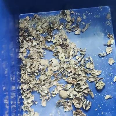 China Reliable 4 Lanes Walnut Kernel Grading Machine With Shadowless LED Lighting And High Strength Conveyor Belts For Consistent High Purity Results for sale