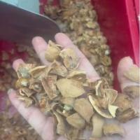 China Intelligent Walnut Kernel Sorting Machine Featuring Servo Drive Control And Teflon Coated High Strength Conveyor Belts For Reduced Kernel Damage Rates for sale