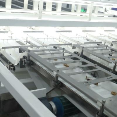 China Automatic Walnut Kernel Sorting System Real-Time Cleaning Continuous Production High Recovery Rate Nut Processor for sale