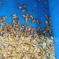 China Automatic Walnut Kernel Sorting System Real-Time Cleaning Continuous Production High Recovery Rate Nut Processor for sale