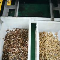 China Flexible Walnut Kernel Grading Equipment Supports Multiple Nut Types With Adjustable Versatile Processing Settings upto 12 outlets for sale