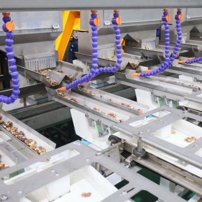 China Intelligent walnut kernel sorting machine with integrated all-in-one design, scaling commercial operations to 280–360 kg/h for sale