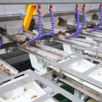 China Smart walnut kernel sorting machine with centroid algorithm and high-frequency solenoid valve, removing contaminants and maximizing grade yield at 280–360 kg/h for sale
