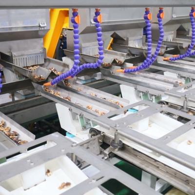 China Smart walnut kernel sorting machine with centroid algorithm and high-frequency solenoid valve, removing contaminants and maximizing grade yield at 280–360 kg/h for sale