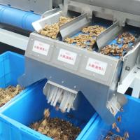 China Quick walnut kernel sorting machine with industrial-grade components and automatic cleaning, minimizing maintenance downtime at 280–360 kg/h for sale