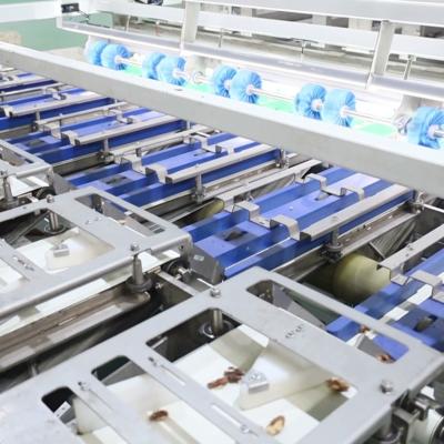 China Quick walnut kernel sorting machine with 8 HD cameras and shadowless lamp, delivering consistent export-grade quality at 560–720 kg/h for sale