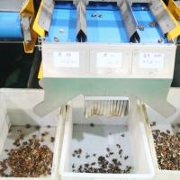 China Quick walnut kernel sorting machine with shadowless lamp illumination and 4-camera multi-angle capture, eliminating shadow-induced color misclassification at 280–360 kg/h for sale