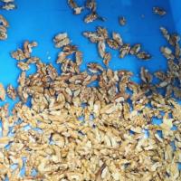 China Smart walnut kernel sorting machine with deep learning AI and real-time monitoring, providing objective transparent grading for cooperative members at 280–360 kg/h for sale
