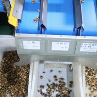 China Intelligent walnut kernel sorting machine with shadowless lamp system and 8 HD cameras, delivering accurate color grading at industrial throughput speed for sale