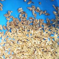 China Quick walnut kernel sorting machine with 12 adaptive outlets and deep learning AI, separating 15 grades in one production pass at 560–720 kg/h for sale