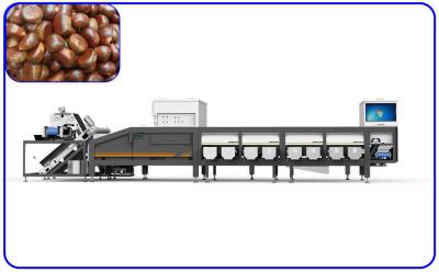 China Intelligent Chestnut Grading Machine for sale