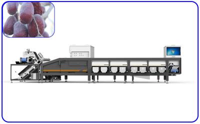 China Artificial Intelligence Sorting Equipment 12 Lanes Dates Sorting Machine for sale