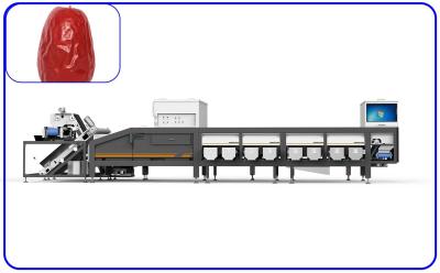 China Smart Machines Sort All Kinds Of Dates 12 Lanes Dates Sorting Machine for sale
