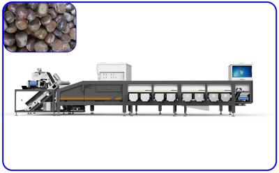 China Chestnuts Intelligent Agriculture Grading Machine 16 Channels For Large Capacity for sale