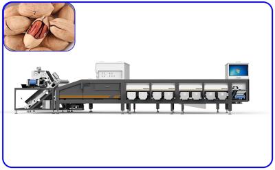 China Mechanical Pecan Sorting Machine 6 Channel Computer Control Robot Type for sale