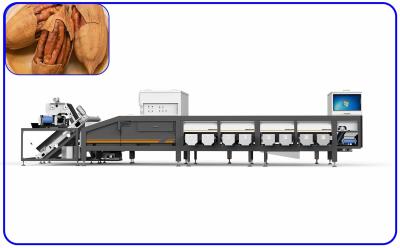 China Accurate Peanut Grading Sorting Machine 0.8 - 1.2 T/H 8 Channel for sale