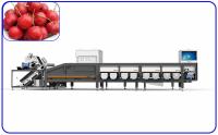 China Hawthorn Sorting And Grading Equipment 6.3KW High Speed 6 Channel for sale