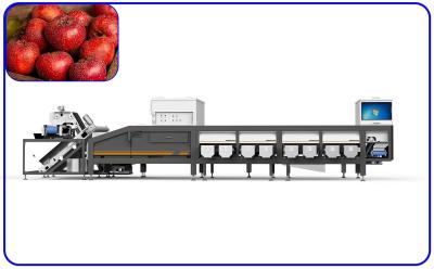 China Hawthorn Red Dates Sorting Machine 7KW 8 Channel 1 Ton Per Hour for sale