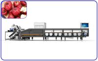 China Red Dates Automatic Grading Machine for sale