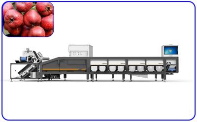 China 2 T/H  Industrial Sorting Machine 16 Channels For Red Dates Hawthorn for sale