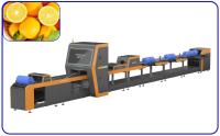 China Auto Sorting Sugar Orange Grading Machine 18.65KW 10 T/H 4 Channel Intelligent for sale