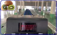 China 2 Channel Quality Sorting Equipment Intelligent Stainless Steel Kiwi Sorter for sale